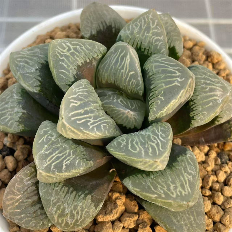 Haworthia Thick Leaf Correcta 'CHASE' Mother Plant Size – ChinaHaworthia