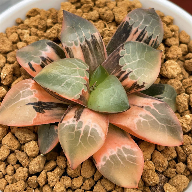 Haworthia Correcta Fire Phoenix Variegated – ChinaHaworthia