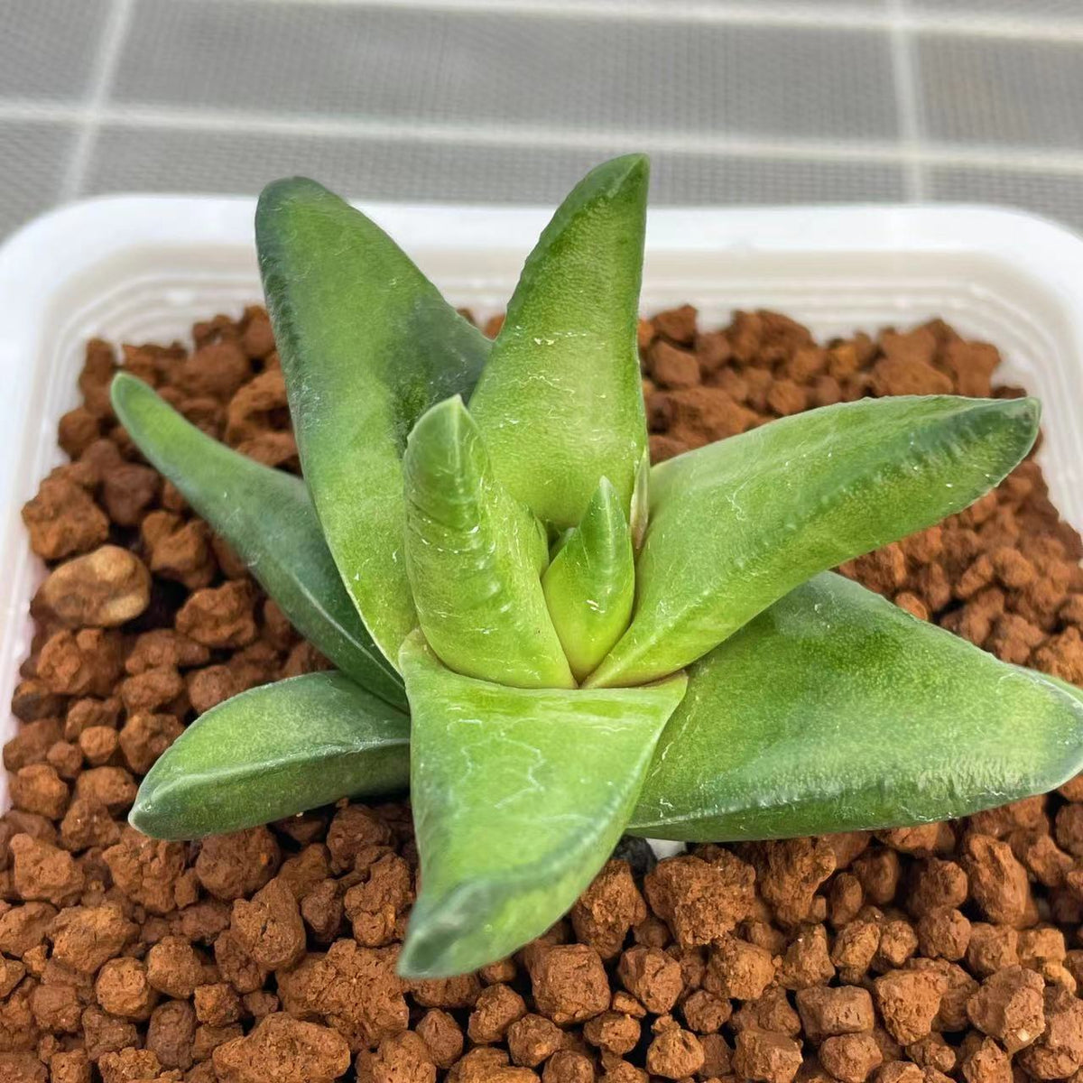 Hard Leaf Windmill – ChinaHaworthia
