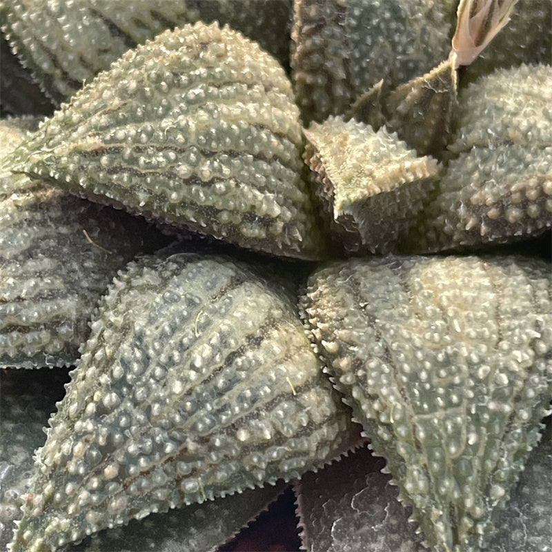 Haworthia Hard Leaf Koelmaniorum Hybrid plant from seeds – ChinaHaworthia