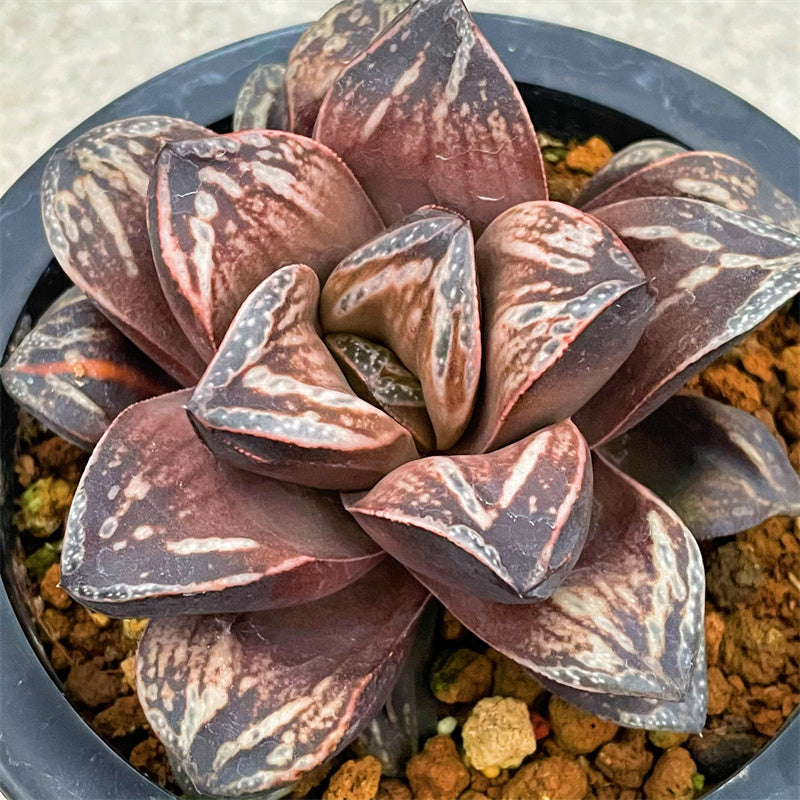 Haworthia Inca Rose Mother Plant Size – ChinaHaworthia