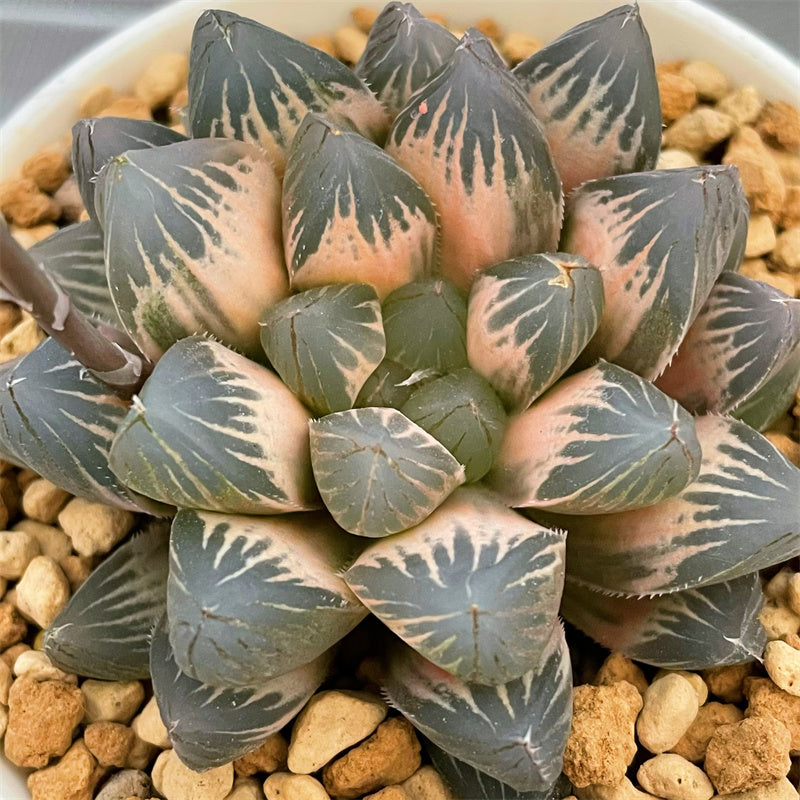 Haworthia Neon Light Reverse Variegated – ChinaHaworthia
