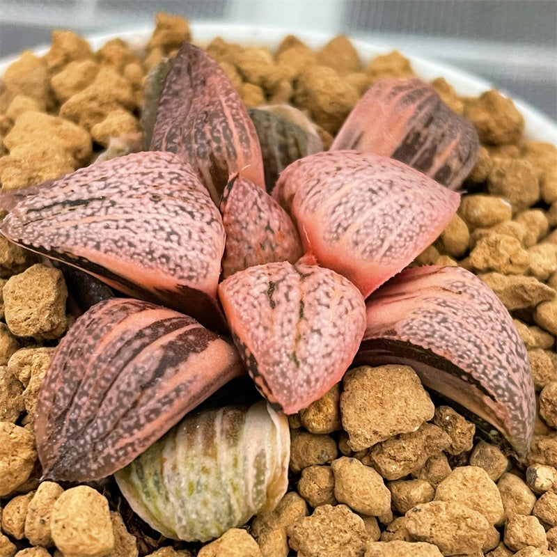 Haworthia Red Picta Variegated – ChinaHaworthia