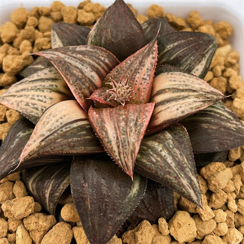 Haworthia Splendens Matcha Variegated – ChinaHaworthia