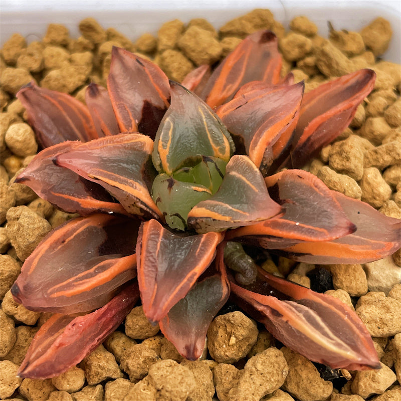 Haworthia Watermelon Mutant Variegated – ChinaHaworthia