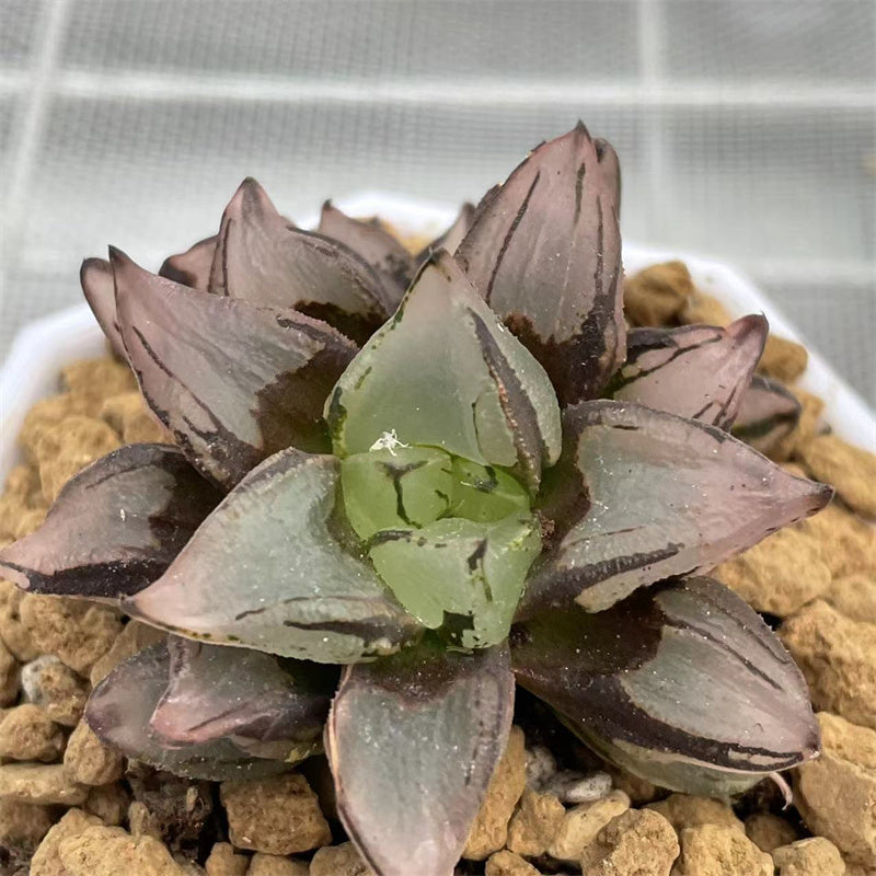 Haworthia Watermelon Mutant – ChinaHaworthia