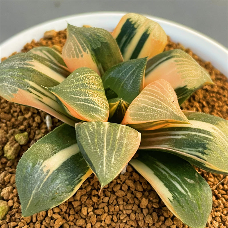 Haworthia Correcta Rainbow Variegated Plant from offsets – ChinaHaworthia