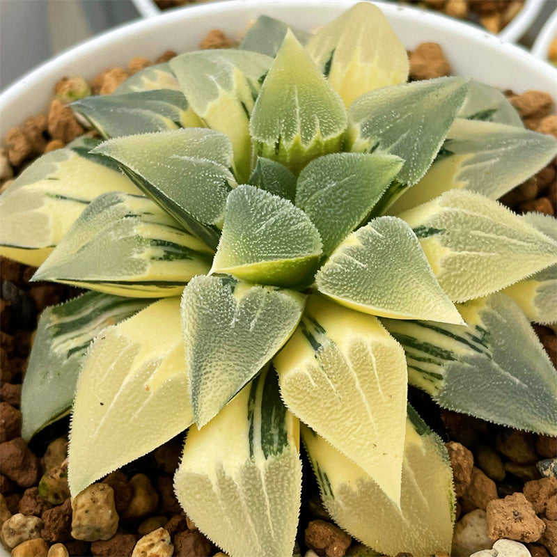 Haworthia Pygmaea Variegated Mother Plant – ChinaHaworthia