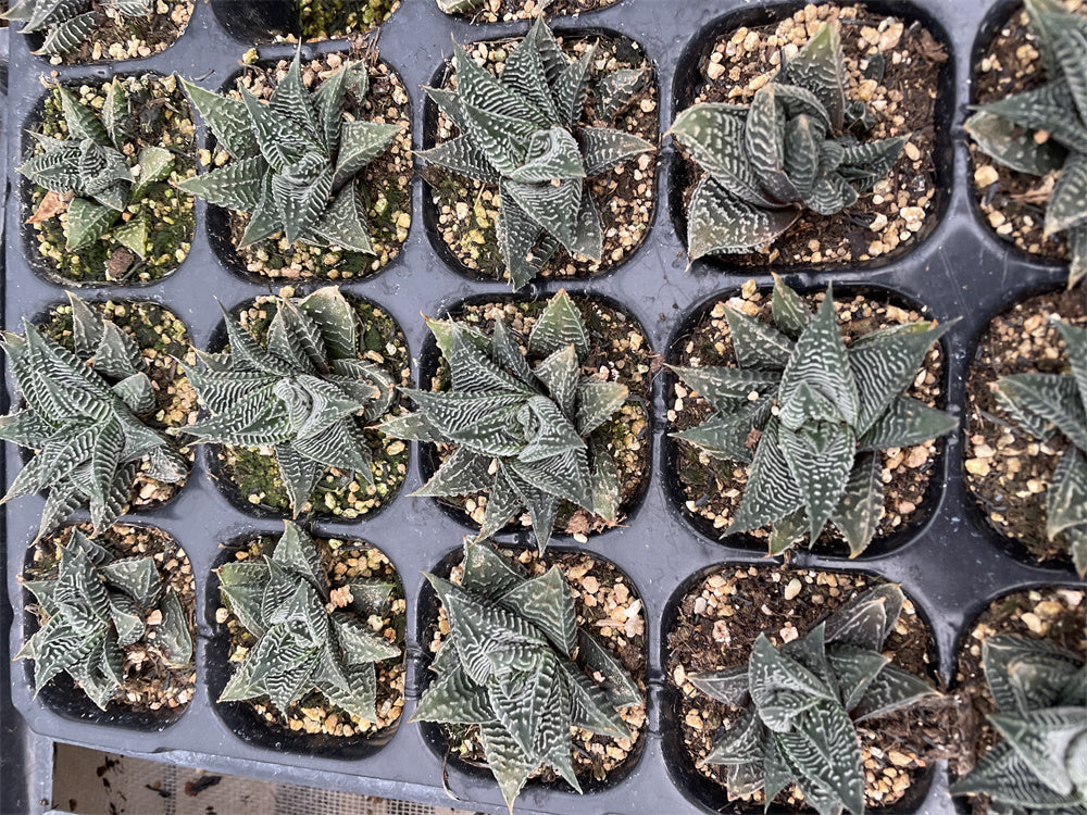 Haworthia Hard Leaf Limifolia 'Striata' Small Size – ChinaHaworthia