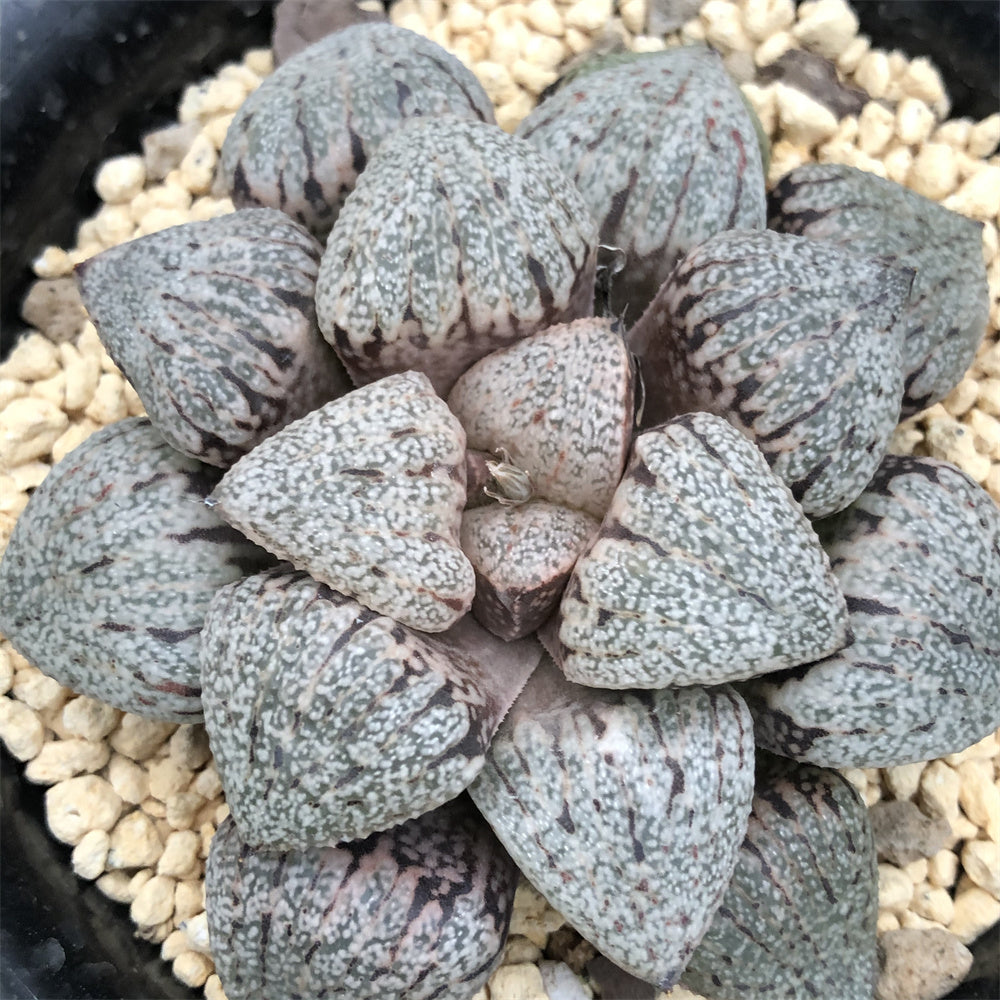 Haworthia Picta Big Size – ChinaHaworthia